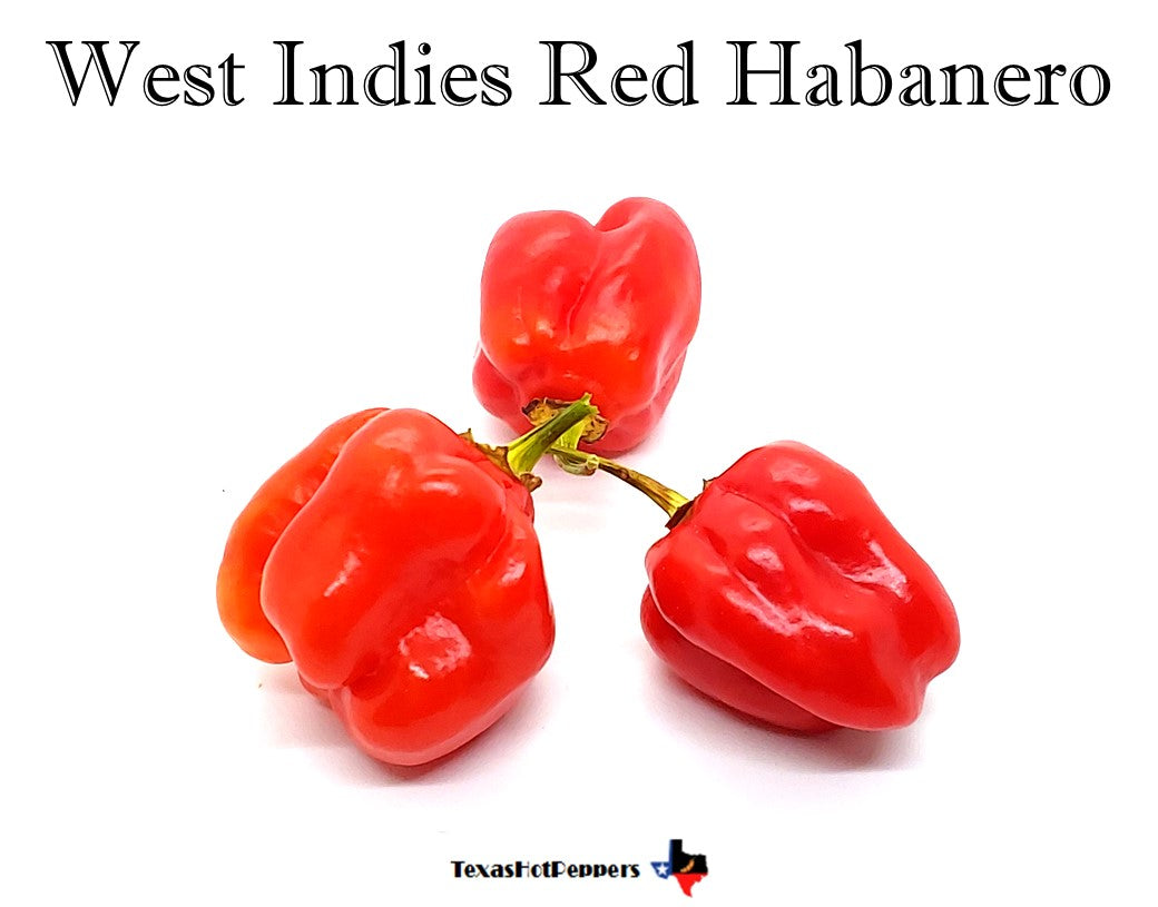 West Indies Red Habanero – Texas Hot Peppers