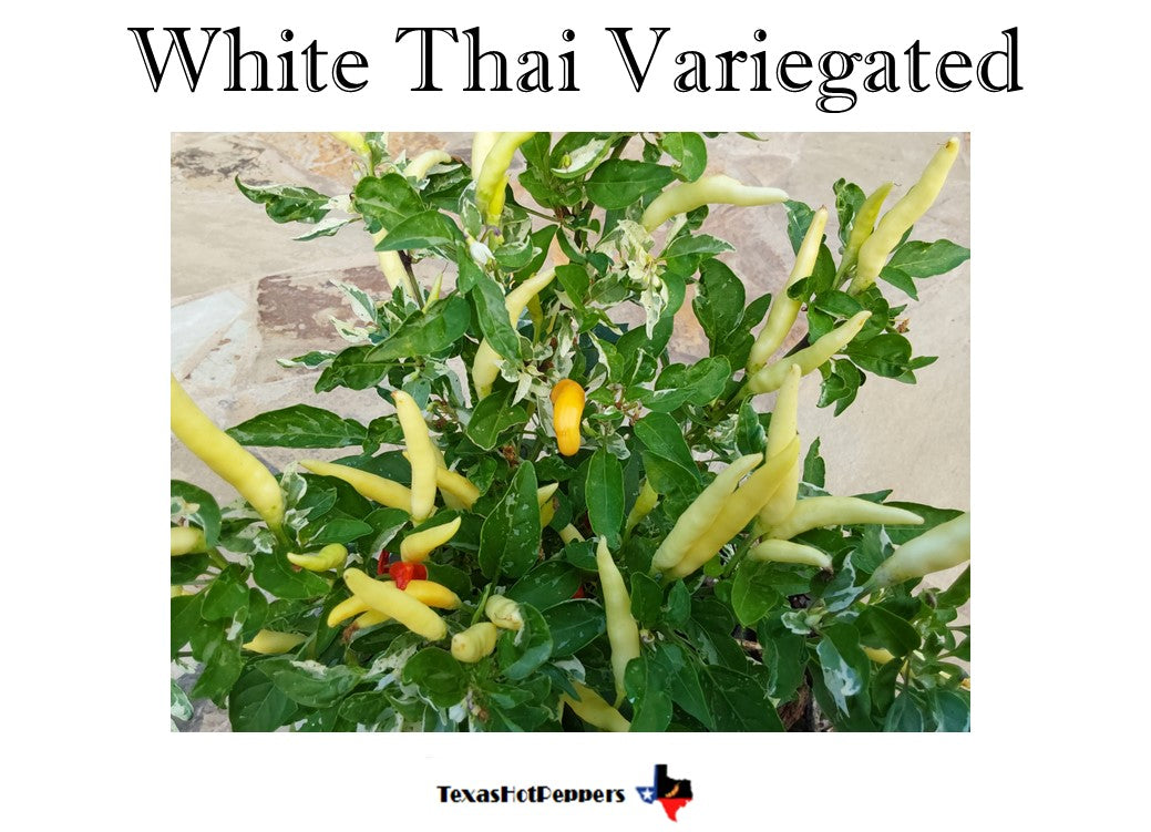 Thai Hot Pepper Seed Collection - 10 Different Varieties – Texas Hot ...