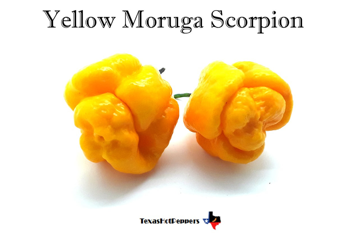 Yellow Moruga Scorpion – Texas Hot Peppers