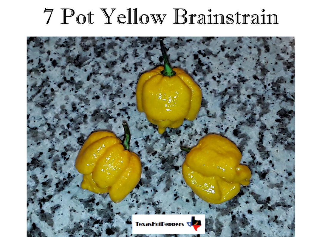 7 Pot Yellow Brainstrain – Texas Hot Peppers