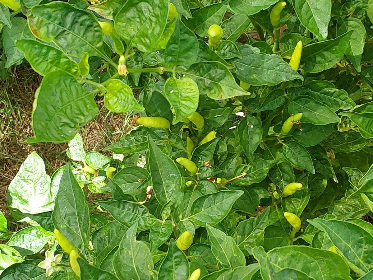 Yellow Bush Tabasco – Texas Hot Peppers