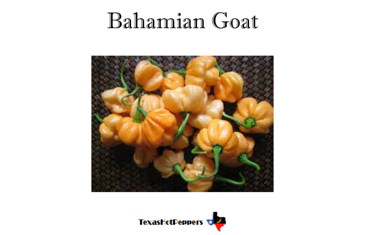Bahamian Goat – Texas Hot Peppers